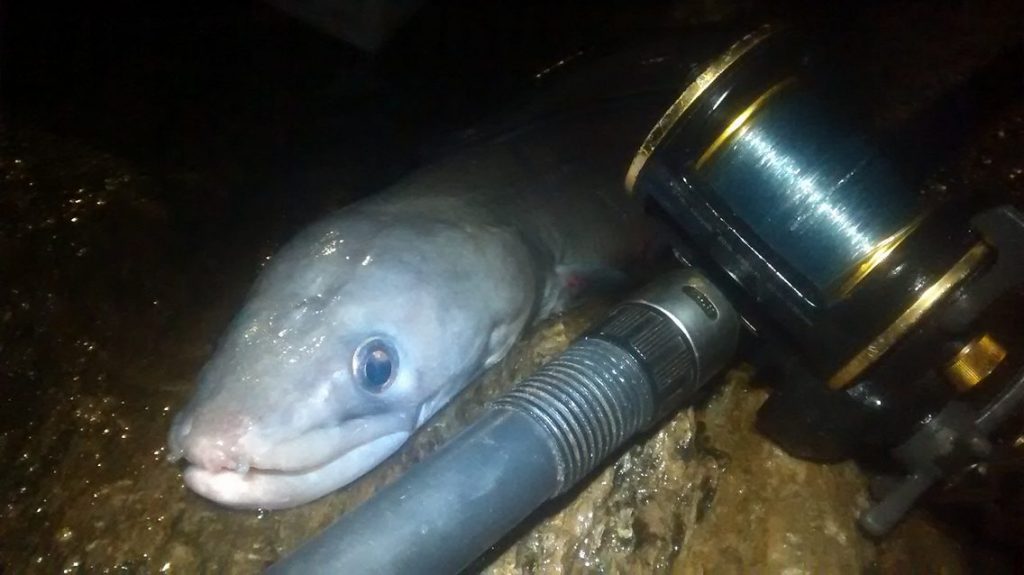 SLIPPERY AS AN EEL - North Devon & Exmoor Angling News - The latest up ...