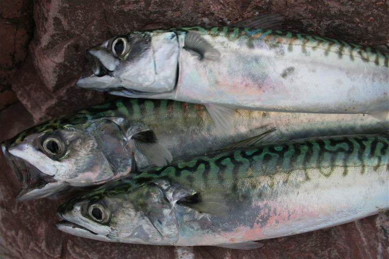 North Devon Angling News