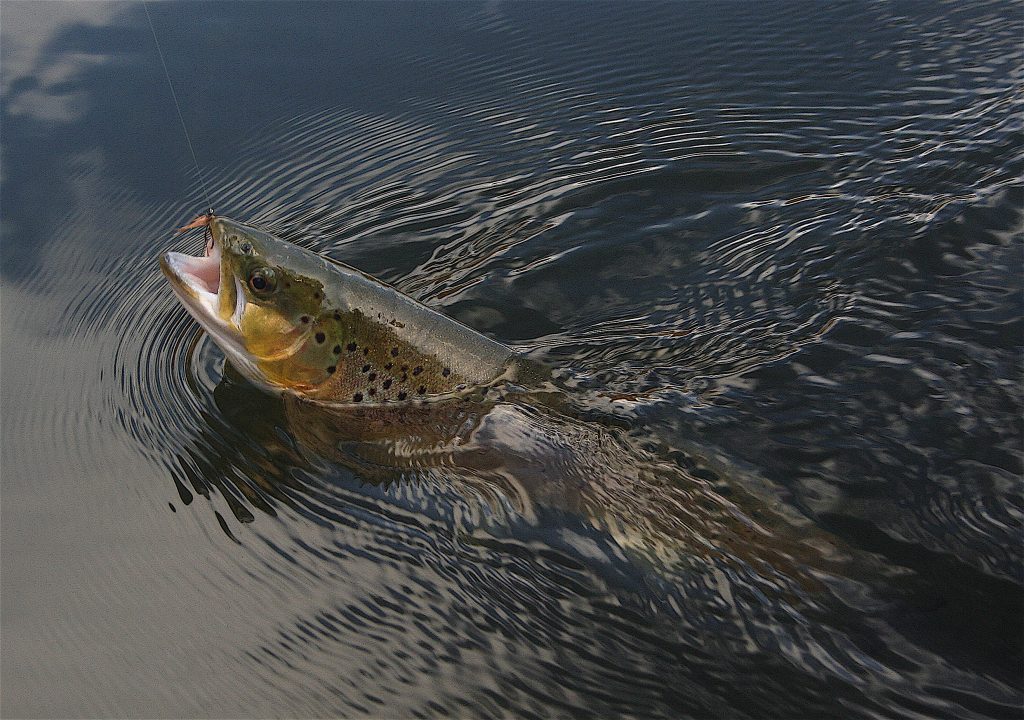 Bratton Water - Rainbow boost - North Devon & Exmoor Angling News - The ...