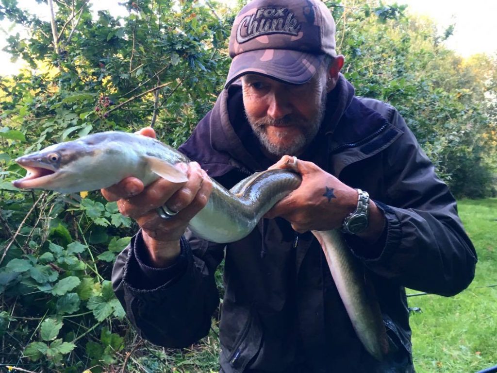 eels Archives - North Devon & Exmoor Angling News - The latest up to ...