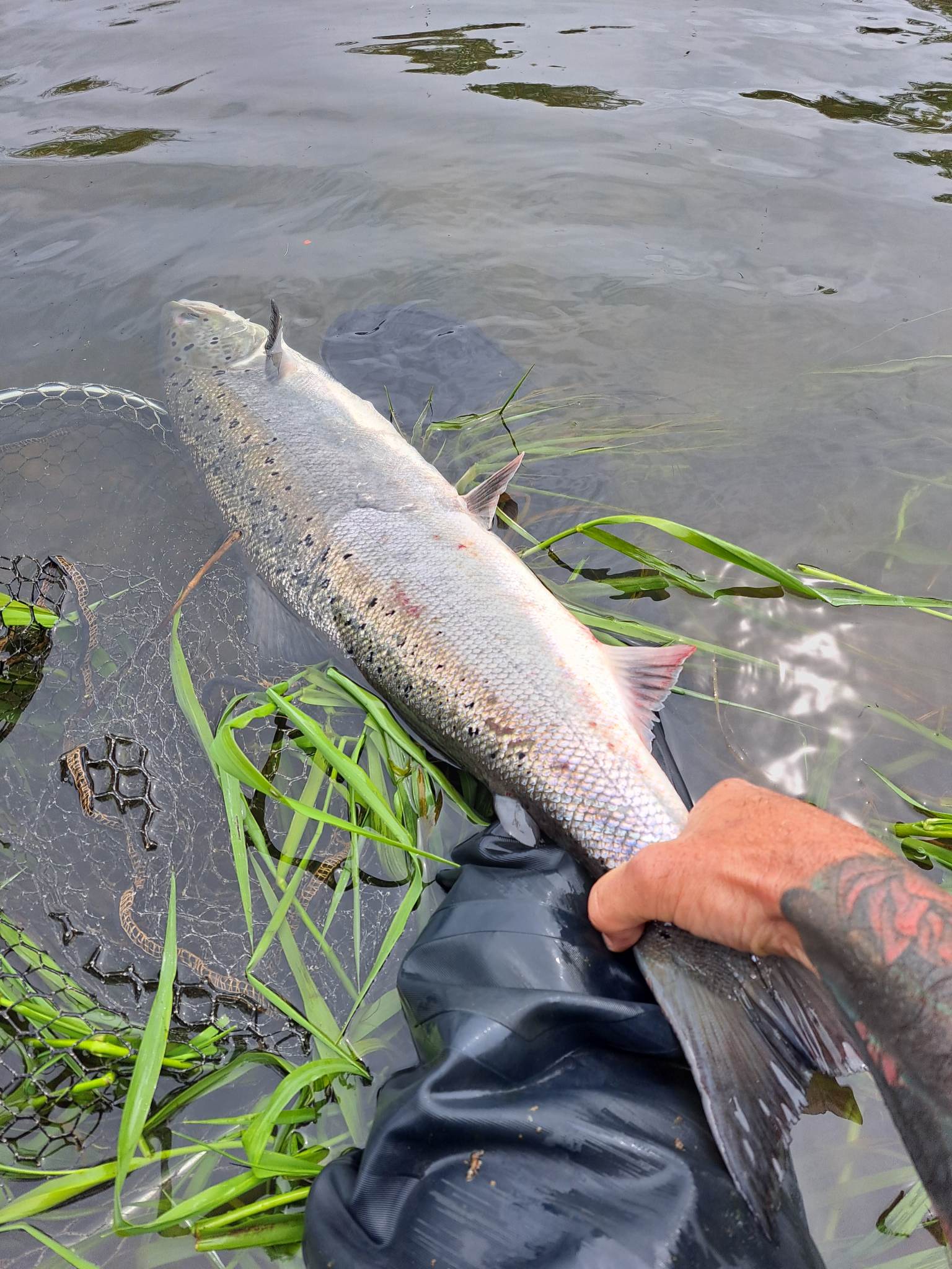 Salmon brace from Middle Taw - North Devon & Exmoor Angling News - The ...
