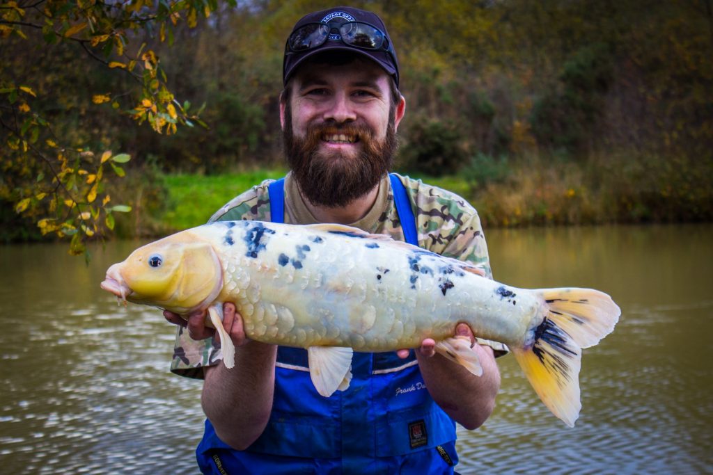 Stunning double figure Koi - North Devon & Exmoor Angling News - The ...