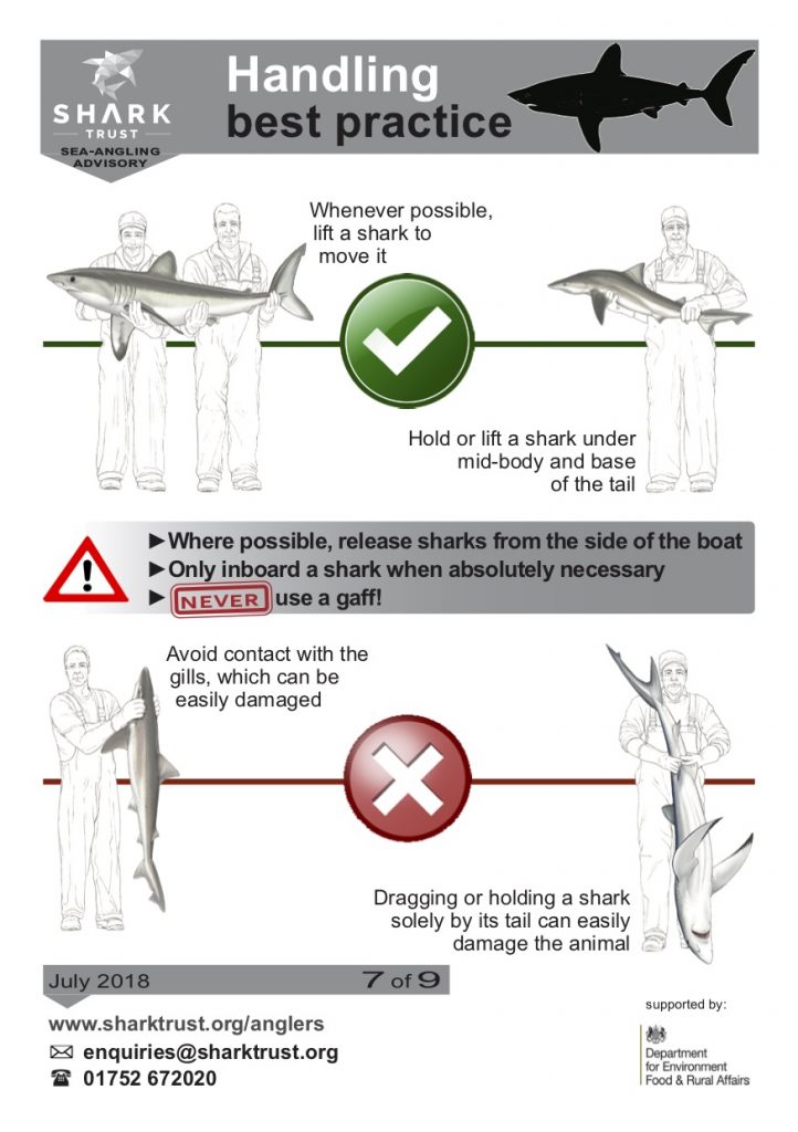 Shark Handling Best Practice - North Devon & Exmoor Angling News - The ...