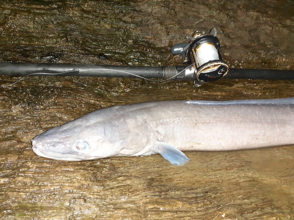 Spurdog, Conger and huss from Rocky shores, - North Devon & Exmoor ...