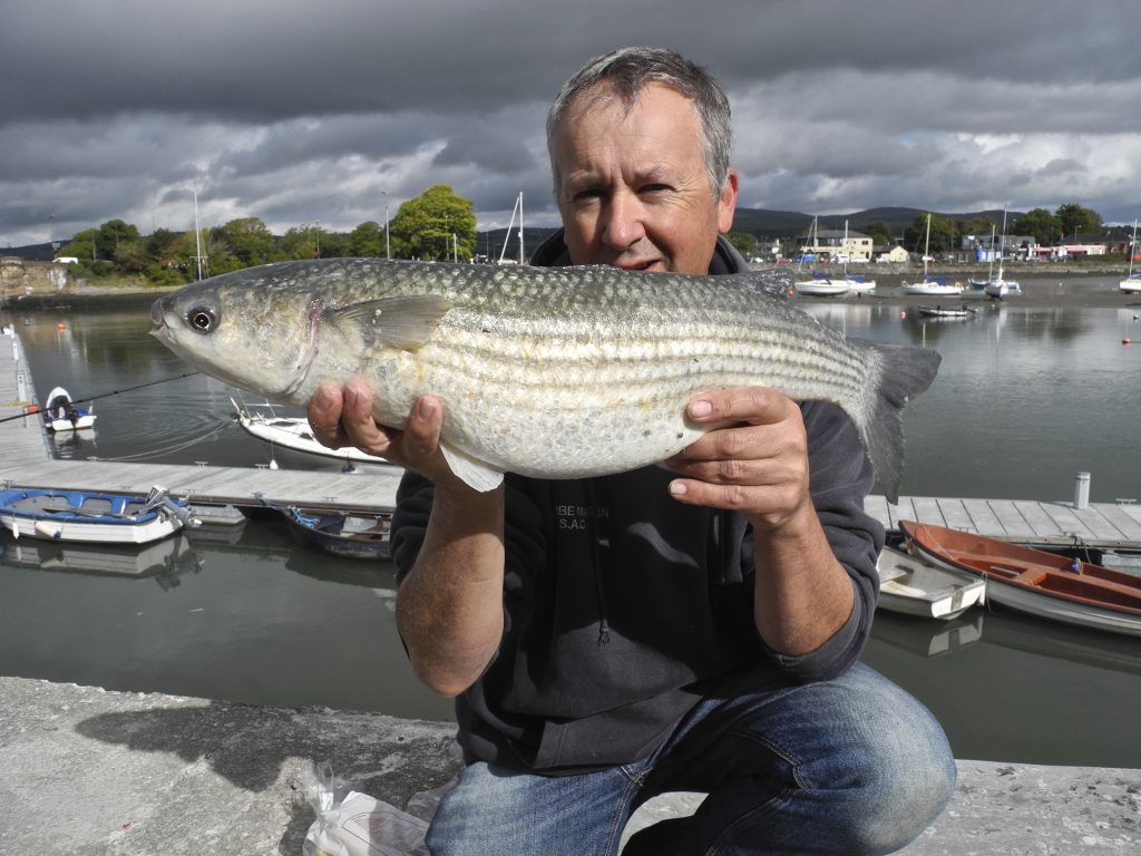 Conserving grey mullet - North Devon & Exmoor Angling News - The latest ...