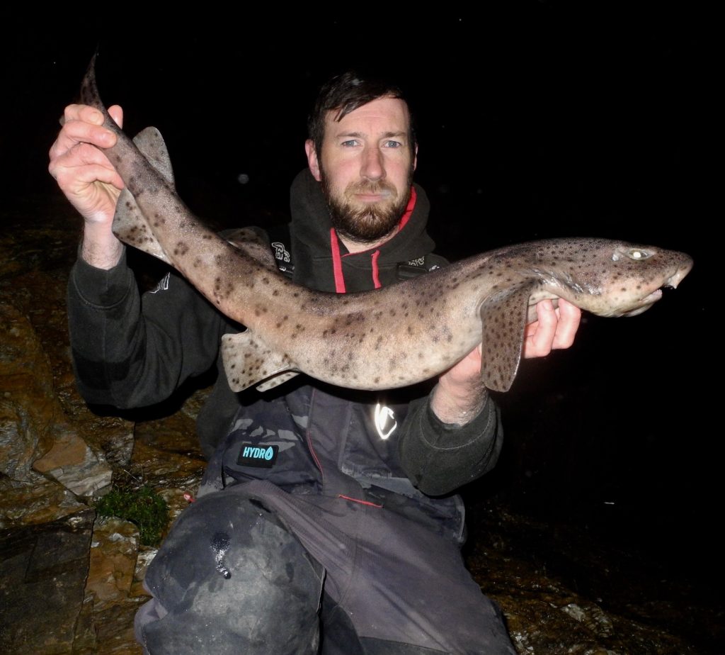 Bull huss showing from rocky shores - North Devon & Exmoor Angling News ...