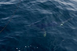 Sea Angling Archives - North Devon Angling News - The latest up to date ...