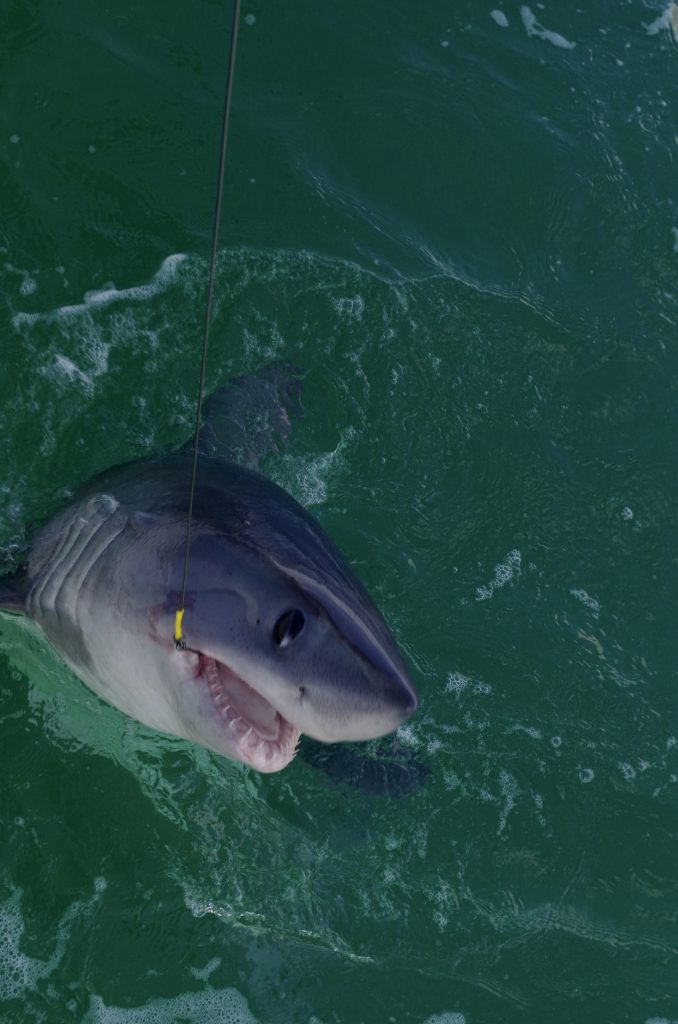 REEL DEAL 2024 - North Devon & Exmoor Angling News - The latest up to ...