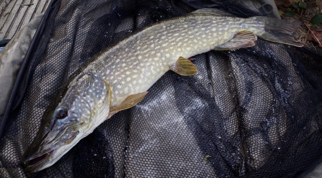 Updated pike rules at South West Lakes - North Devon & Exmoor Angling ...
