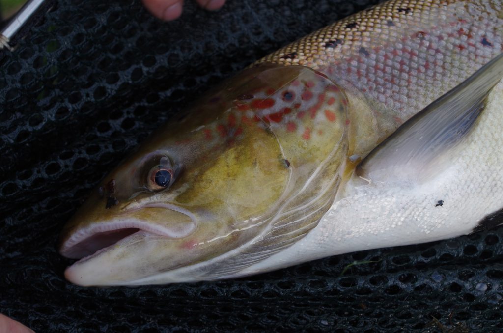 Game Fishing Archives - North Devon & Exmoor Angling News - The latest ...