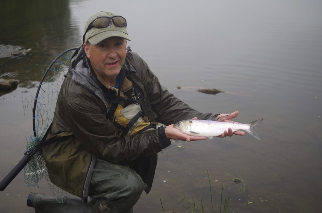 Rare Twaite Shad caught on the Mole - North Devon & Exmoor Angling News ...