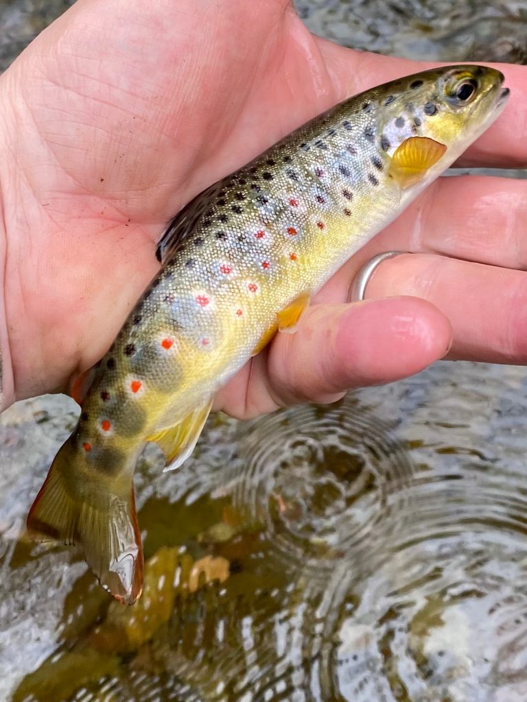 Wild Brown Trout on the East Lyn - North Devon & Exmoor Angling News ...