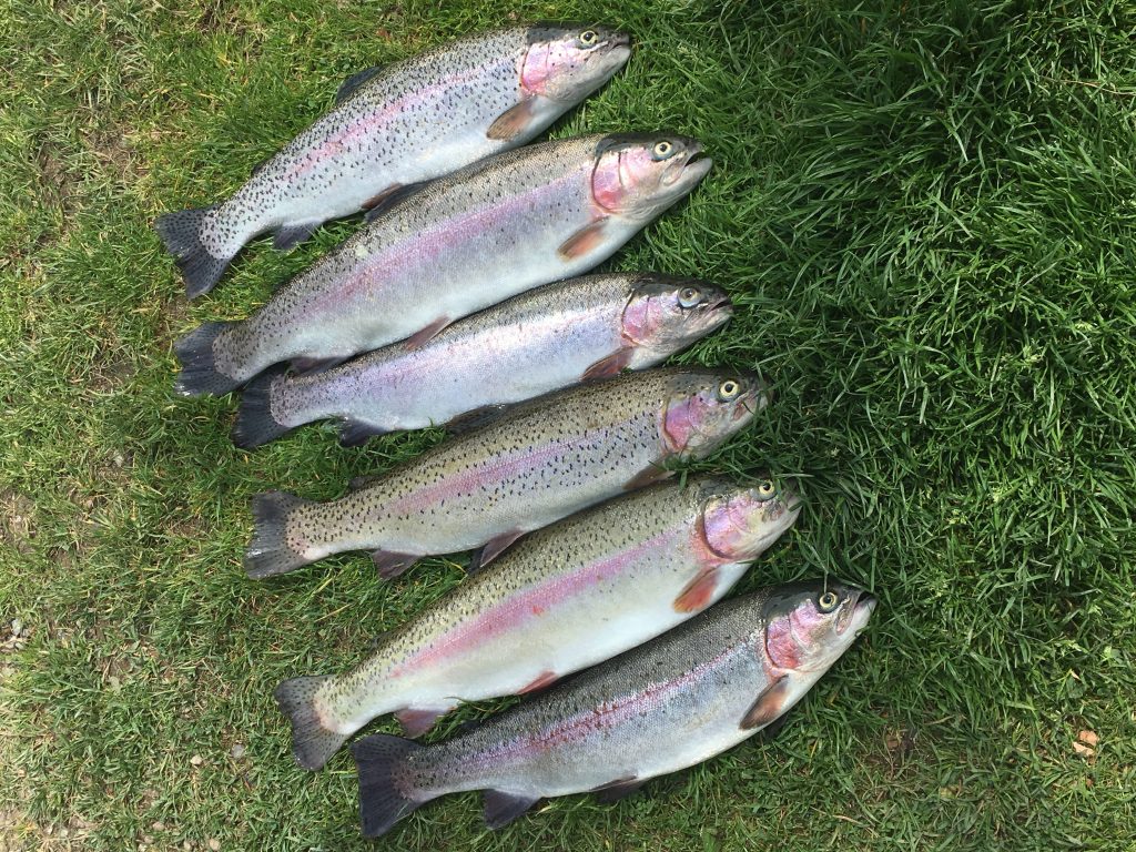 Spring sport at Blakewell - North Devon & Exmoor Angling News - The ...
