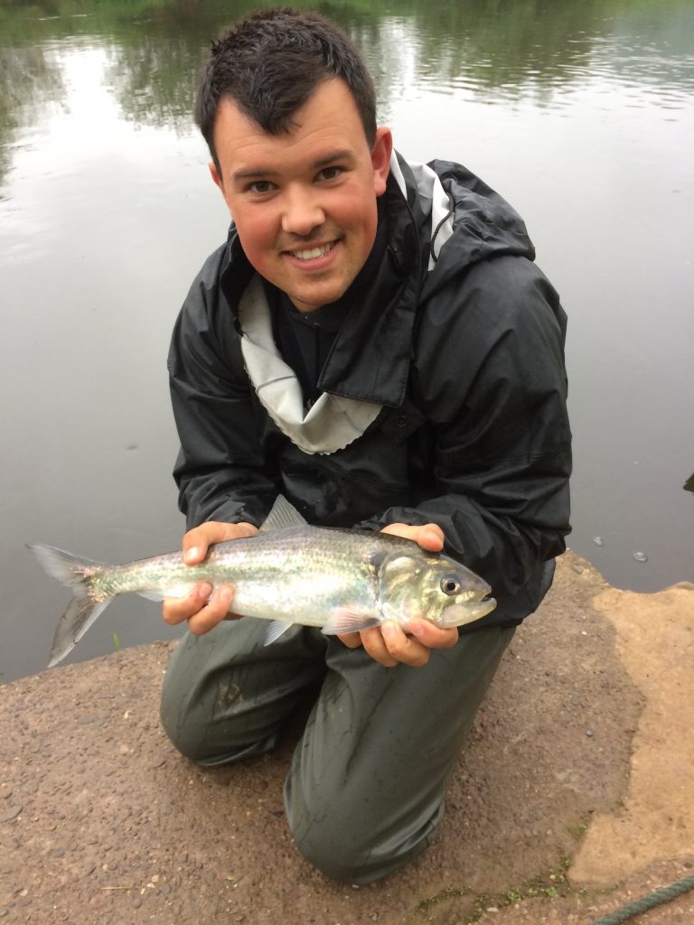 Rare Twaite Shad caught on the Mole - North Devon & Exmoor Angling News ...