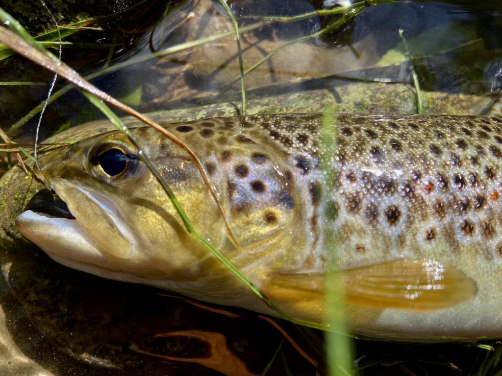 At the Waters Edge Archives - North Devon & Exmoor Angling News - The ...