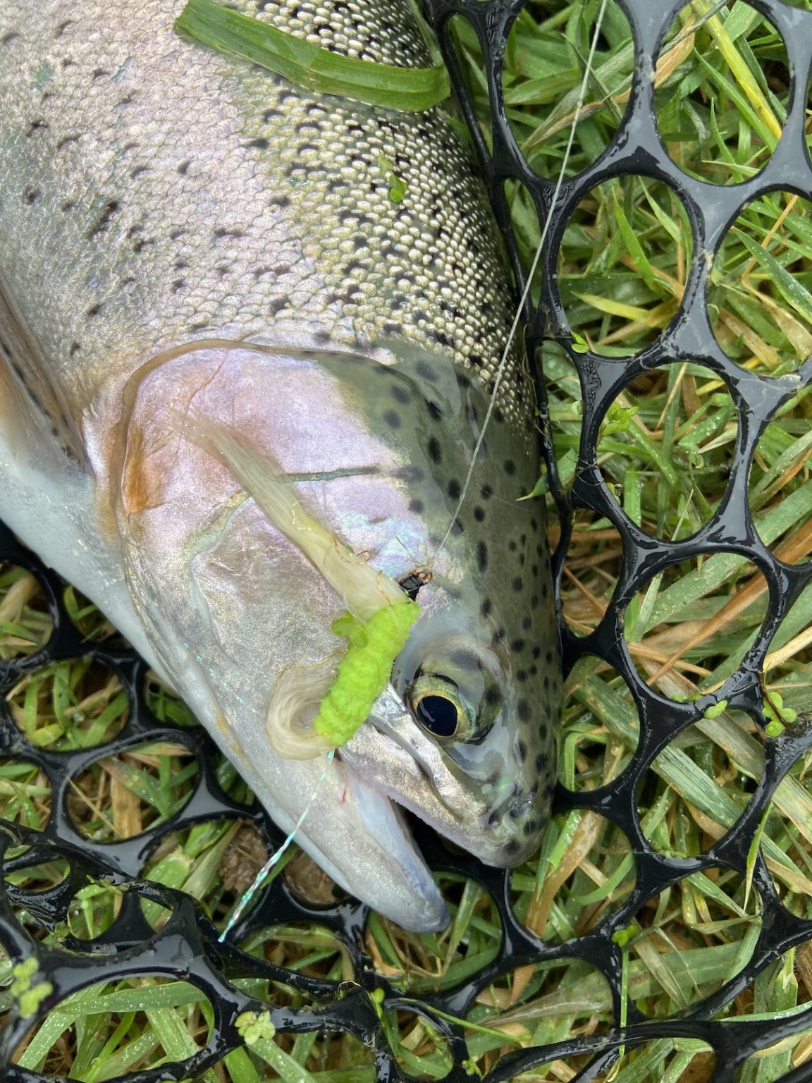 Game Fishing Archives - North Devon & Exmoor Angling News - The latest ...