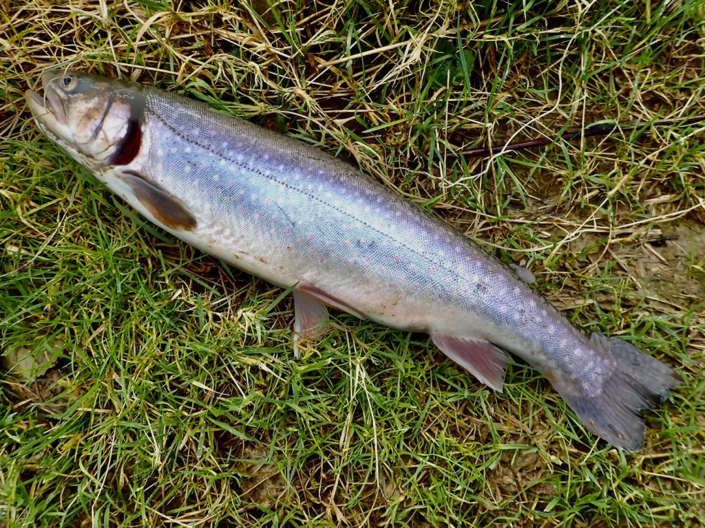 At the Waters Edge Archives - North Devon & Exmoor Angling News - The ...