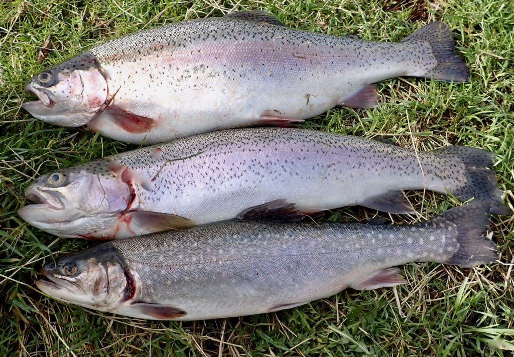 At the Waters Edge Archives - North Devon & Exmoor Angling News - The ...