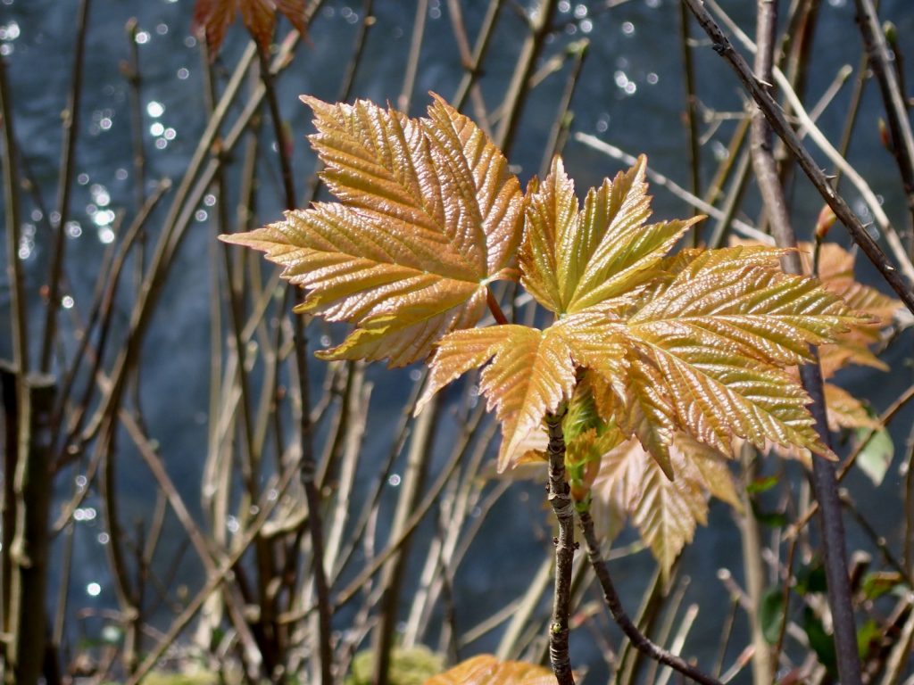 Game Fishing Archives - North Devon Angling News - The latest up to ...