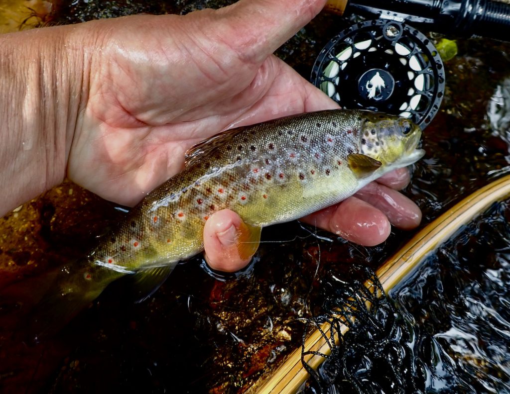 Game Fishing Archives - North Devon & Exmoor Angling News - The latest ...