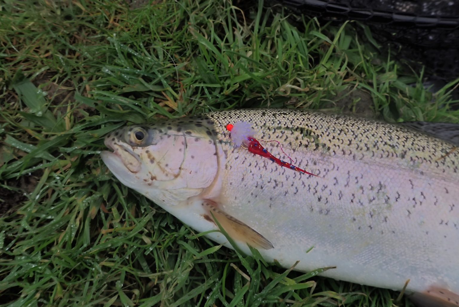 Game Fishing Archives - North Devon & Exmoor Angling News - The latest ...