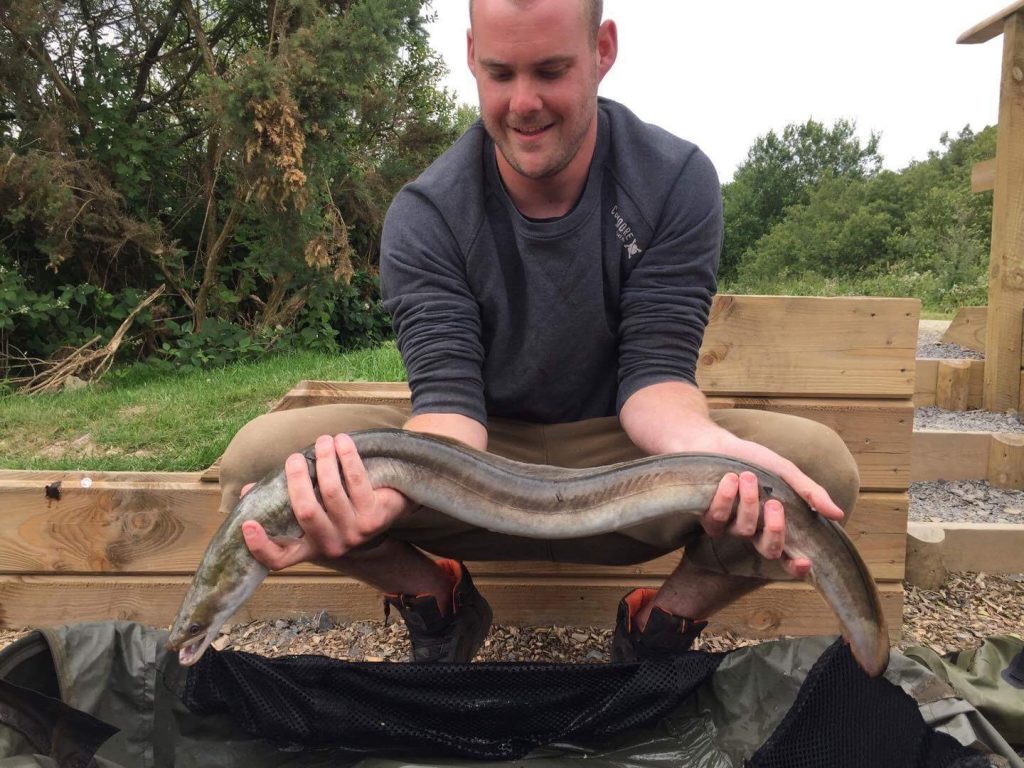 Really Good eels - At Stafford Moor - North Devon & Exmoor Angling News ...